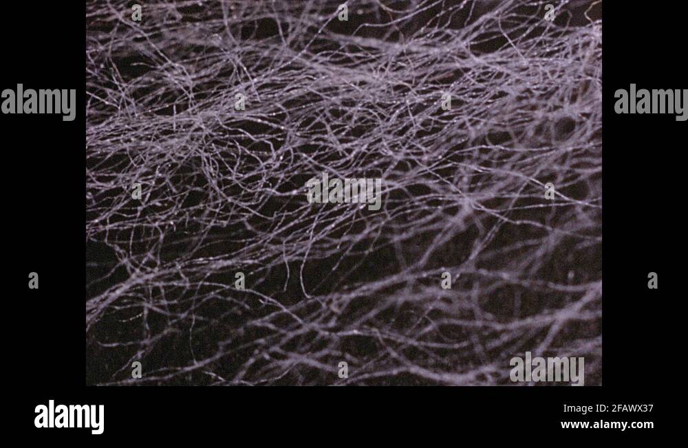 Cotton fabric microscope Stock Videos & Footage - HD and 4K Video Clips ...