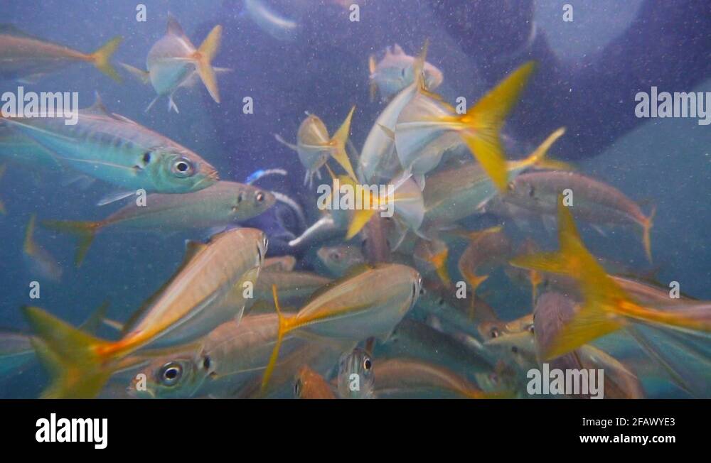 Cannibal fish Stock Videos & Footage - HD and 4K Video Clips - Alamy