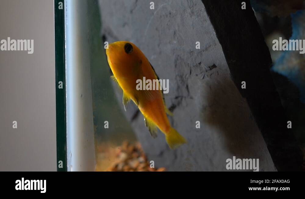 Finding_nemo Stock Videos & Footage - HD and 4K Video Clips - Alamy