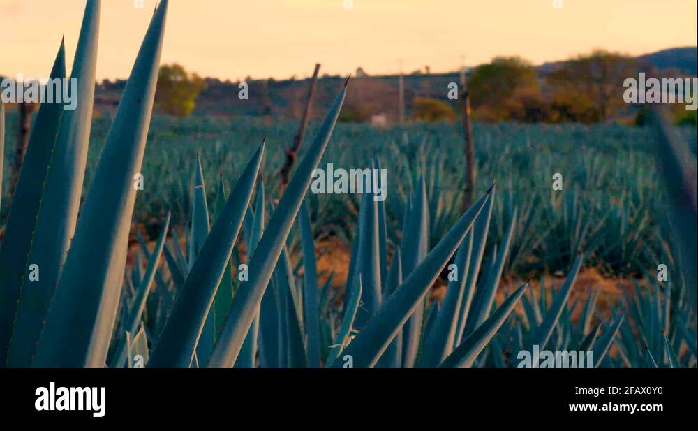 Plantation agave Stock Videos & Footage - HD and 4K Video Clips - Alamy