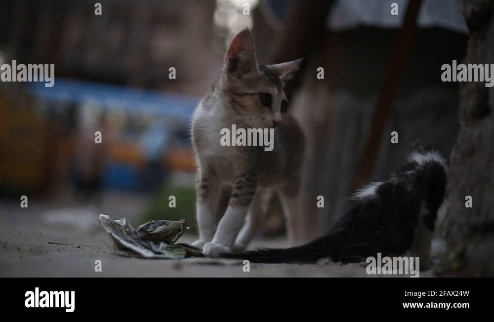 Kitten street Stock Videos & Footage - HD and 4K Video Clips - Alamy