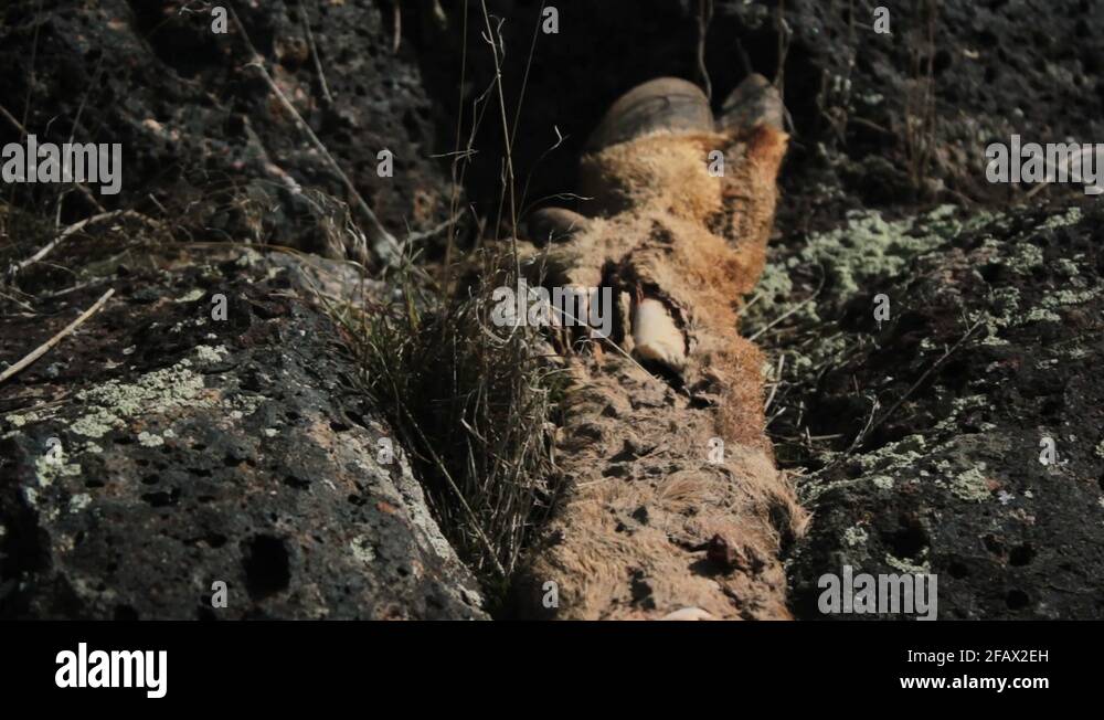 Leg of deer Stock Videos & Footage - HD and 4K Video Clips - Alamy