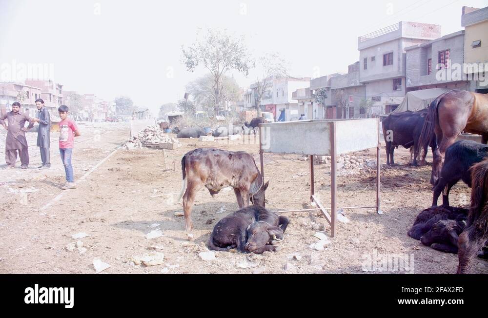 Sheep railway track Stock Videos & Footage - HD and 4K Video Clips - Alamy