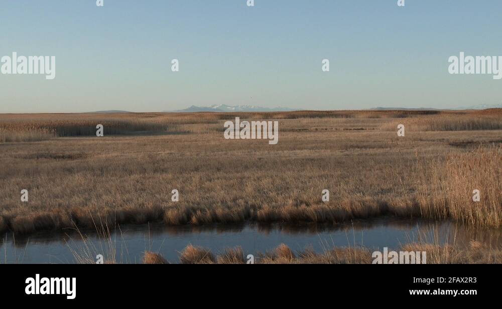 Wet lands Stock Videos & Footage - HD and 4K Video Clips - Alamy