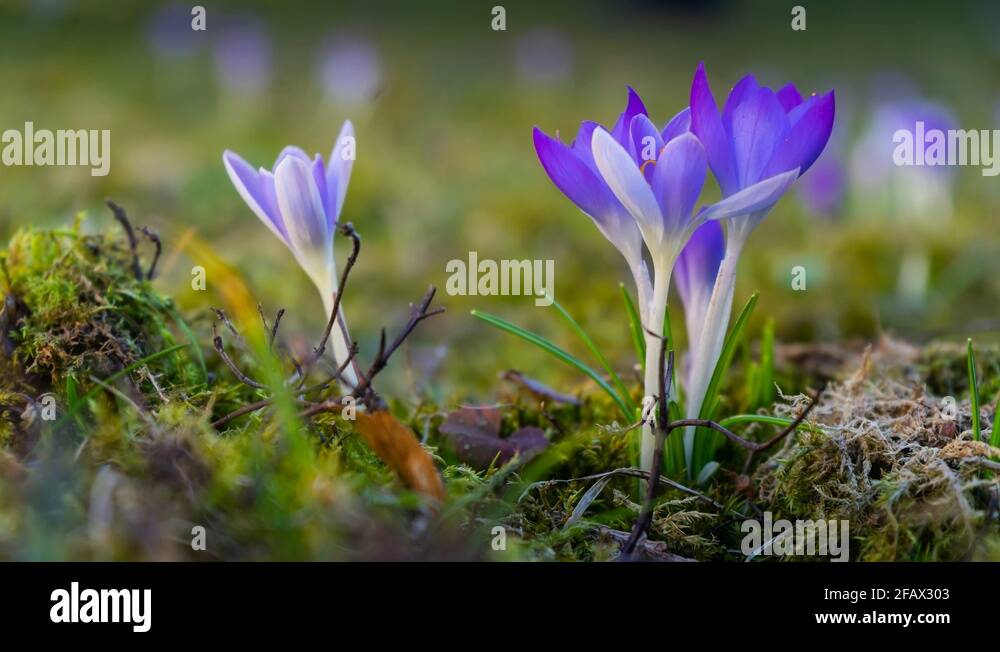Zoom in on spring flowers Stock Videos & Footage - HD and 4K Video ...