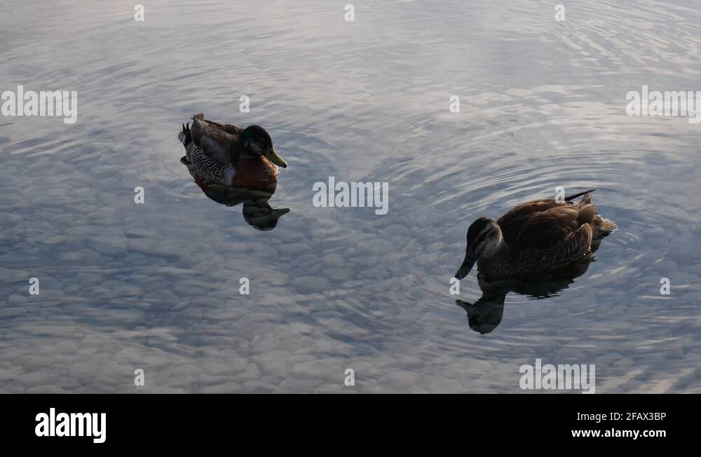 Mallard duck from the side Stock Videos & Footage - HD and 4K Video ...