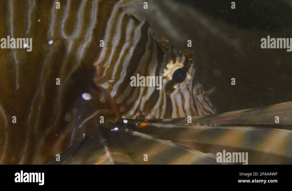 Beautiful fish tail Stock Videos & Footage - HD and 4K Video Clips - Alamy