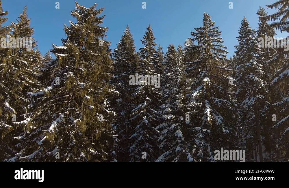 Deciduous and evergreen forest tree line Stock Videos & Footage - HD ...