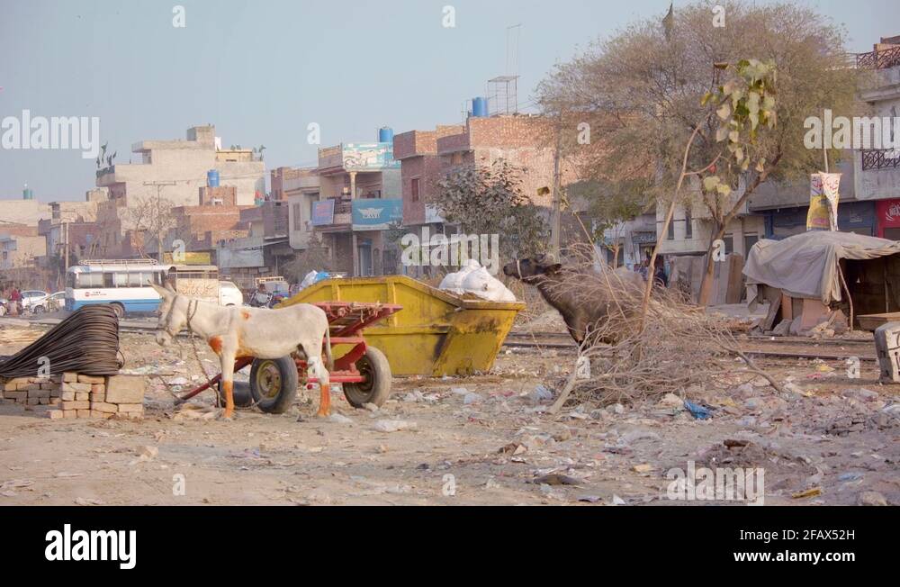Donkey track Stock Videos & Footage - HD and 4K Video Clips - Alamy