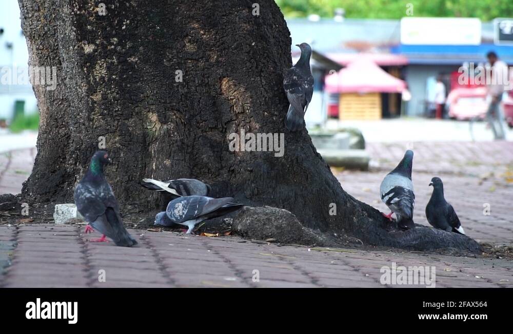 Pigeons eating and flying in slow motion Stock Video Footage - Alamy