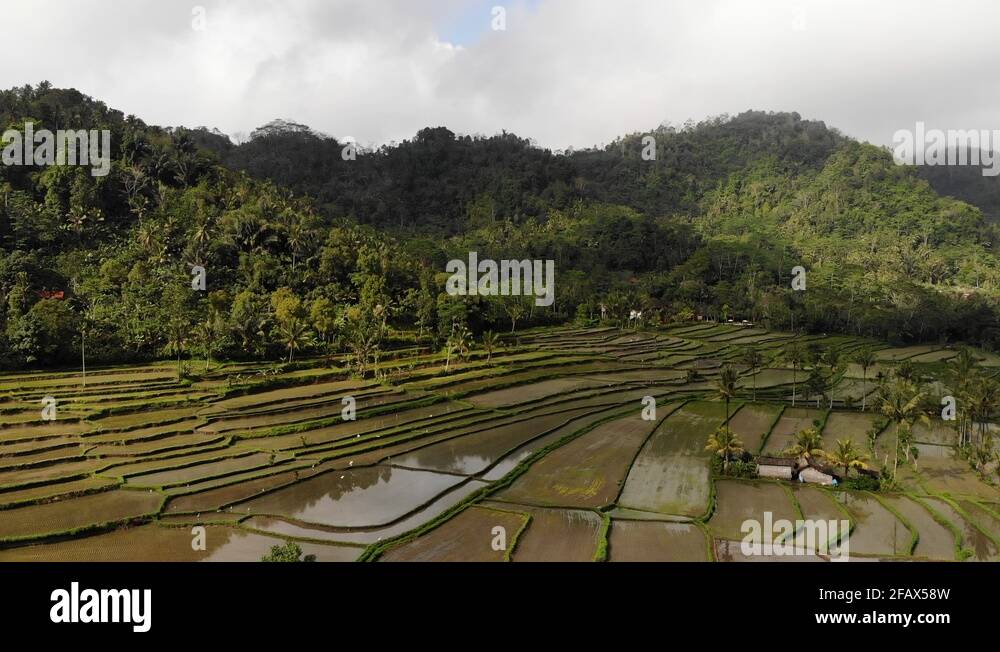 Indonesia rice paddy Stock Videos & Footage - HD and 4K Video Clips - Alamy