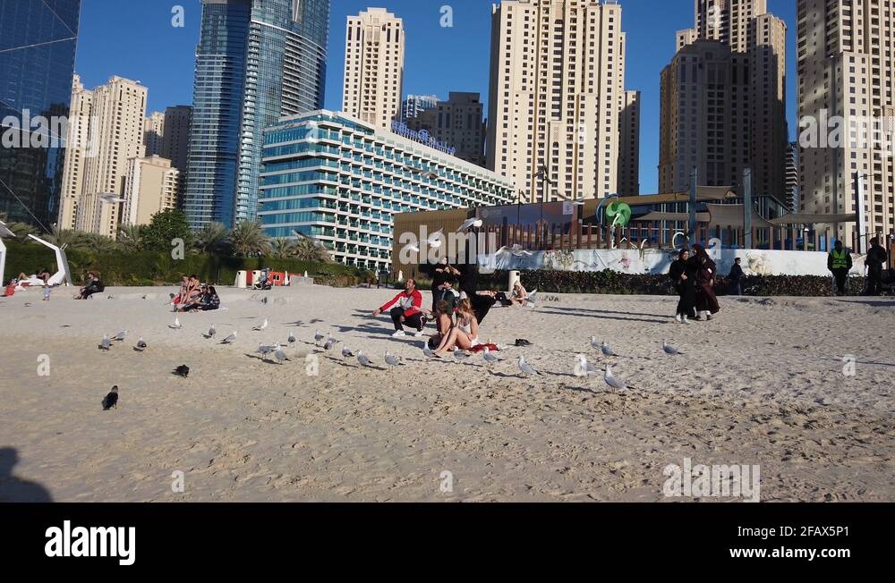 Attacking seagulls Stock Videos & Footage - HD and 4K Video Clips - Alamy