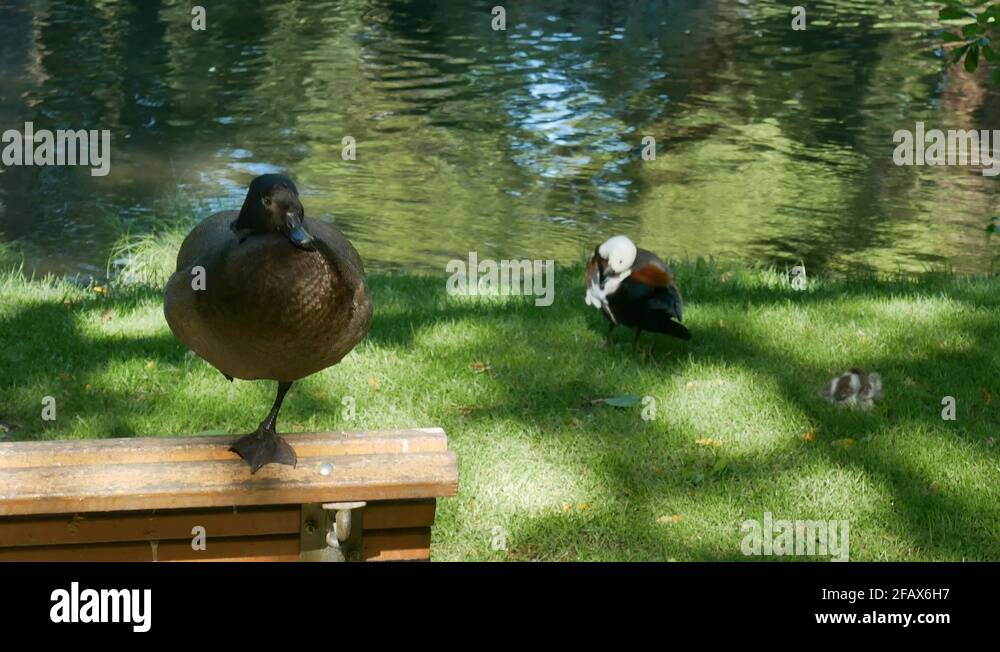 Duck bench Stock Videos & Footage - HD and 4K Video Clips - Alamy
