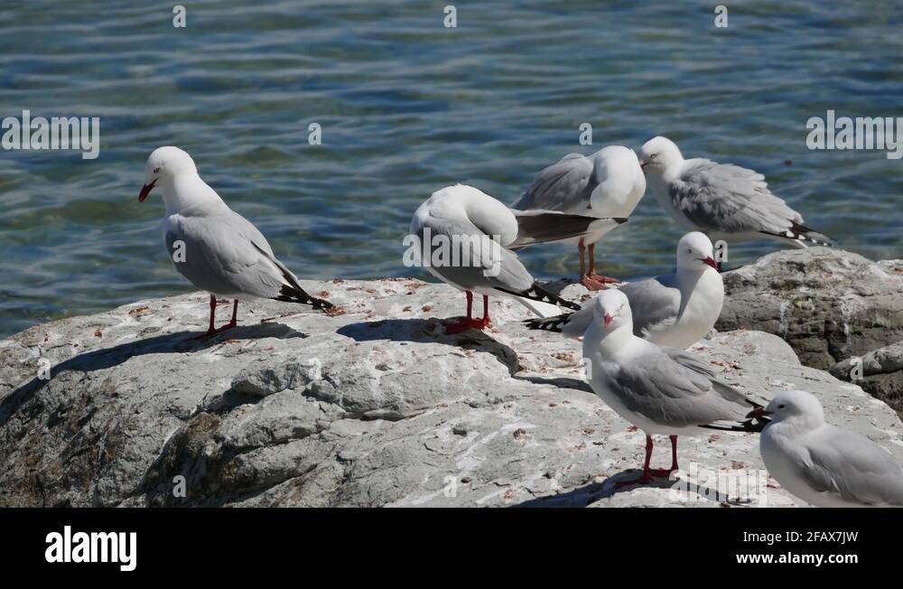 Colonel rock Stock Videos & Footage - HD and 4K Video Clips - Alamy