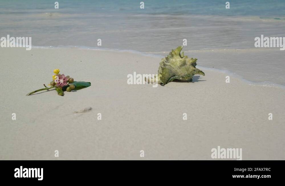 Shellfish Stock Videos & Footage - HD and 4K Video Clips - Alamy