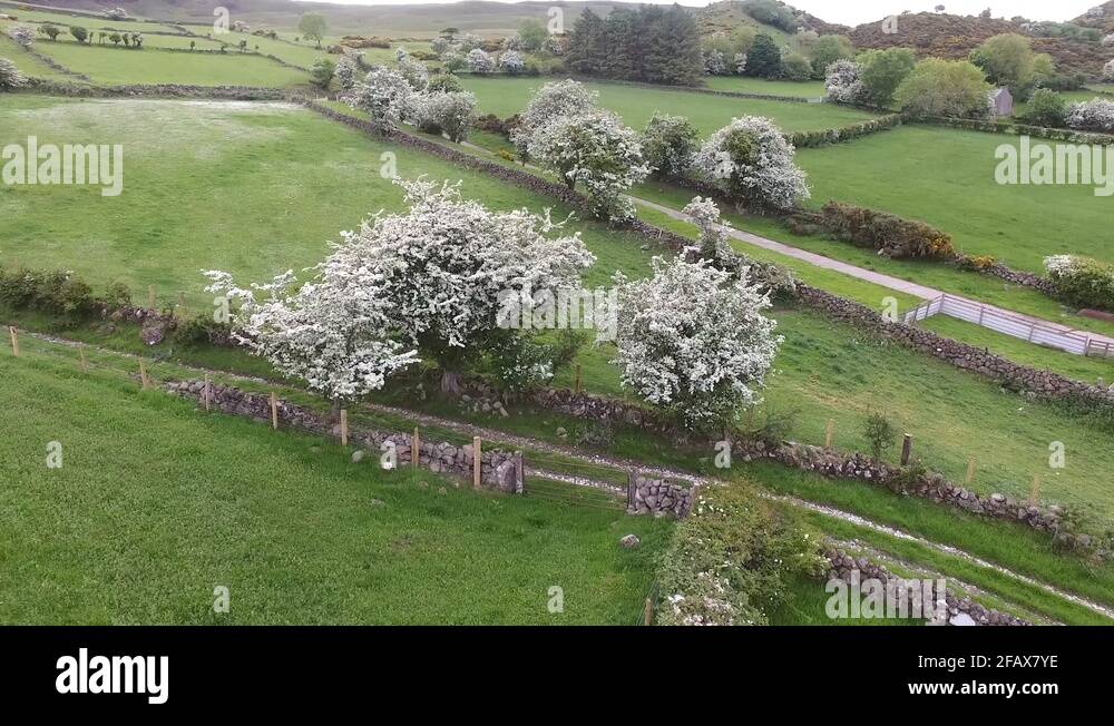 At the hawthorns Stock Videos & Footage - HD and 4K Video Clips - Alamy