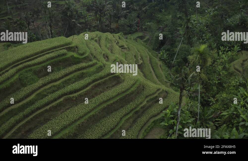 Indonesian rice terrace Stock Videos & Footage - HD and 4K Video Clips ...