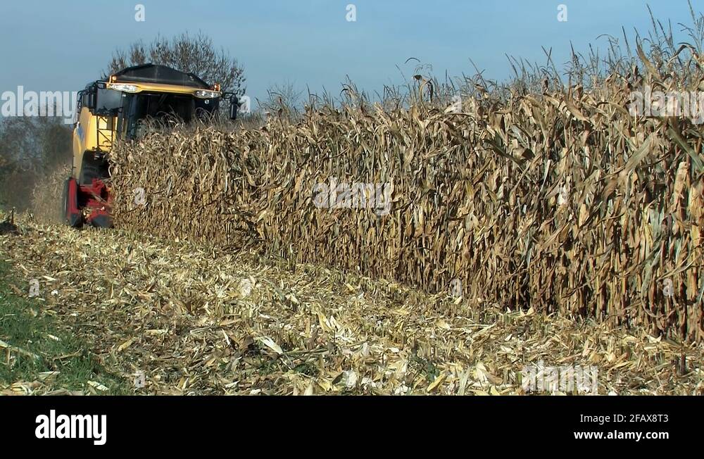 Doe in the sun Stock Videos & Footage - HD and 4K Video Clips - Alamy