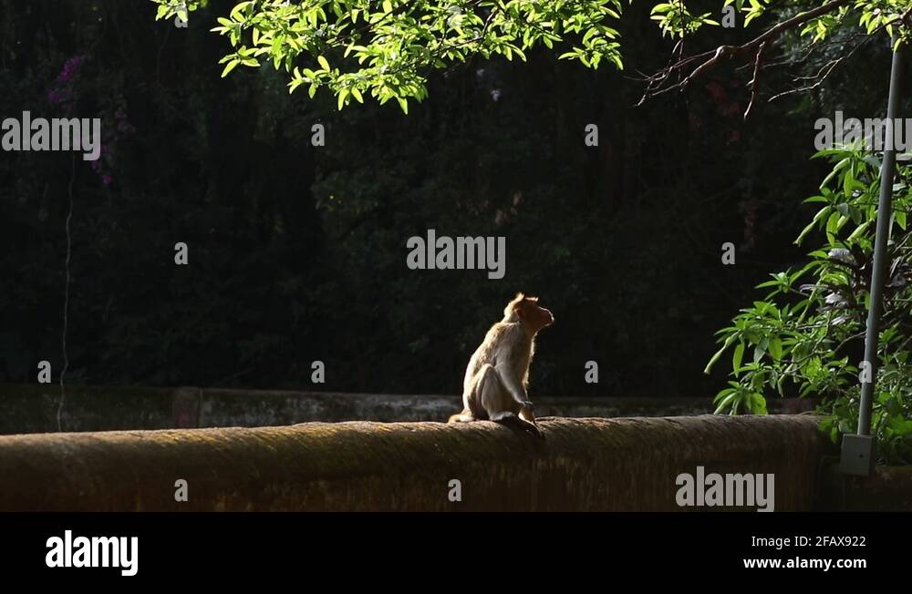 Monkey walking in forest Stock Videos & Footage - HD and 4K Video Clips ...