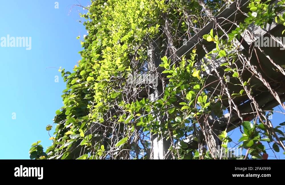 Plant growing up trellis Stock Videos & Footage - HD and 4K Video Clips ...