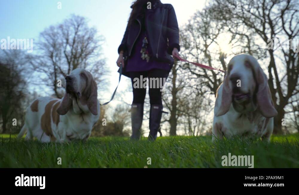 Woman with dog on lead Stock Videos & Footage - HD and 4K Video Clips ...