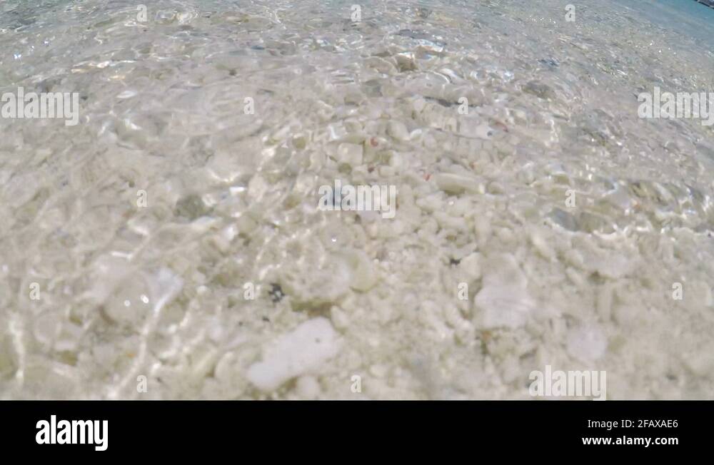 Ocean sea shells Stock Videos & Footage - HD and 4K Video Clips - Alamy