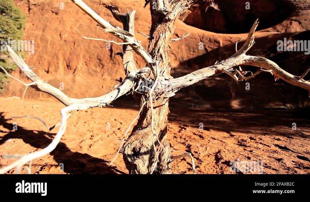 Skeletal tree Stock Videos & Footage - HD and 4K Video Clips - Alamy