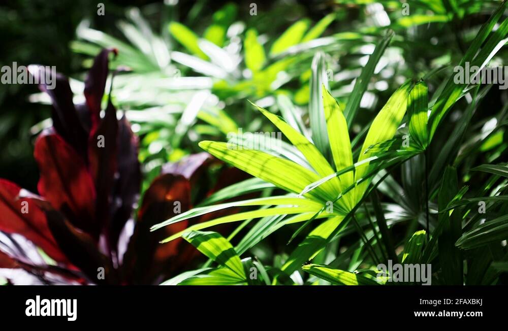 Dappled light Stock Videos & Footage - HD and 4K Video Clips - Alamy