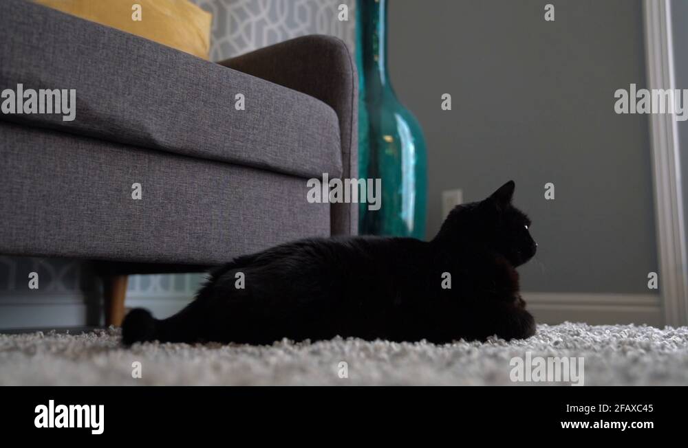 Catting Stock Videos & Footage - HD and 4K Video Clips - Alamy