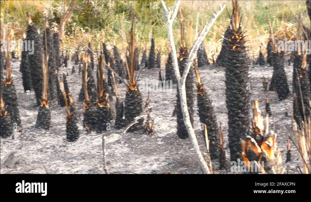 Finger palms Stock Videos & Footage - HD and 4K Video Clips - Alamy