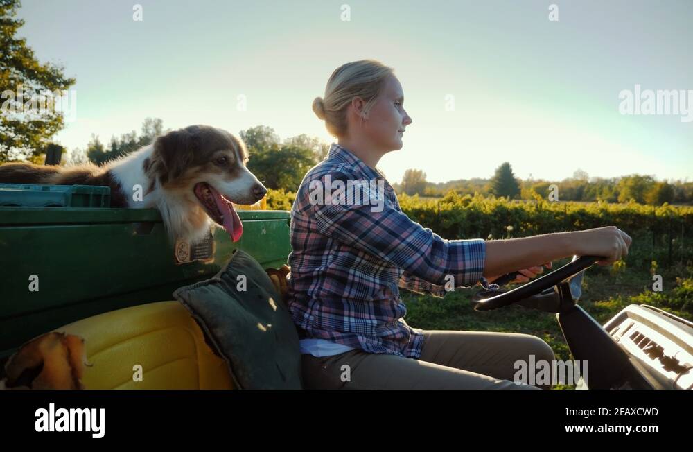 Farm dog tractor Stock Videos & Footage - HD and 4K Video Clips - Alamy