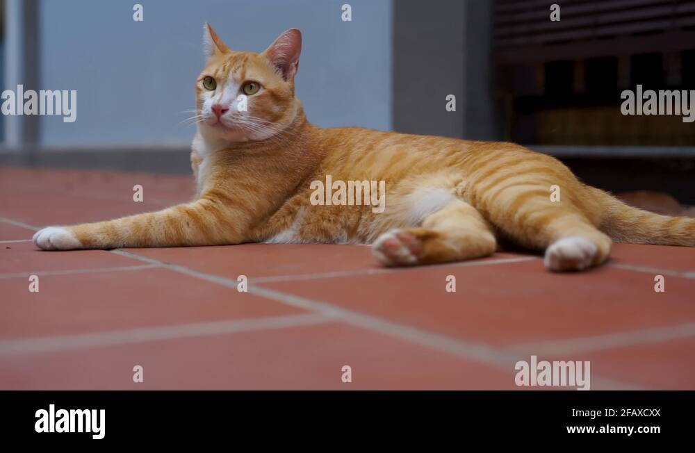 Tiger cat Stock Videos & Footage - HD and 4K Video Clips - Alamy