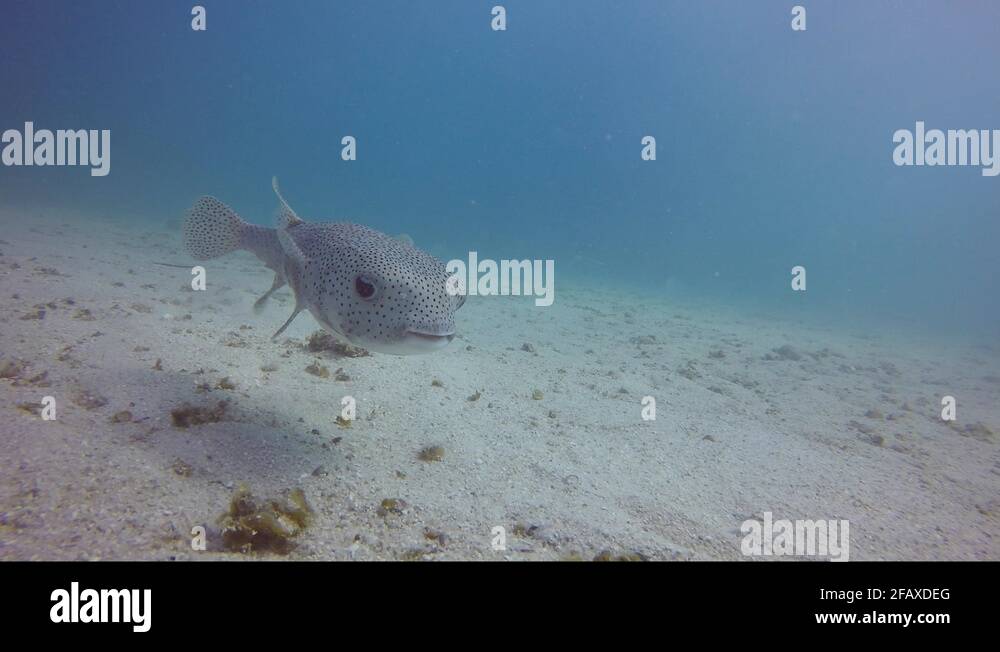 Puffer fish sand Stock Videos & Footage - HD and 4K Video Clips - Alamy