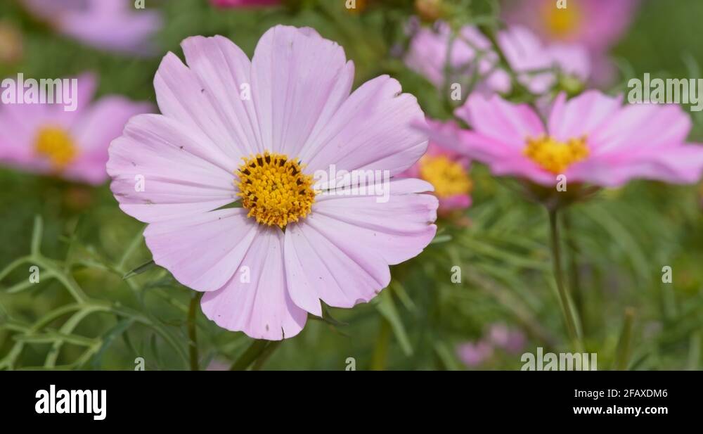 Cosmo flower Stock Videos & Footage - HD and 4K Video Clips - Alamy