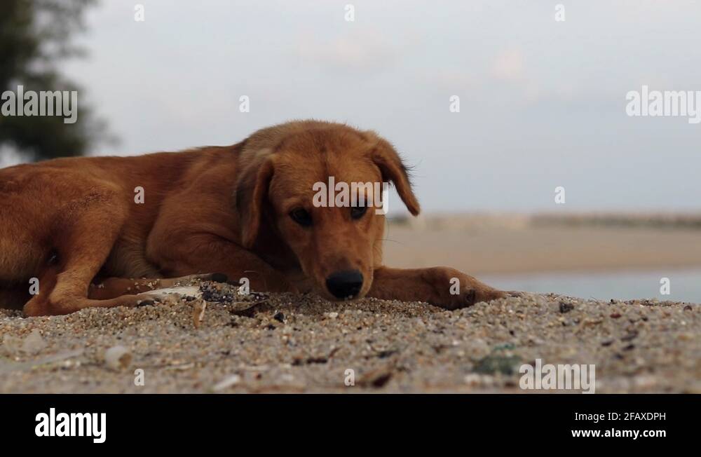 Goofy dog Stock Videos & Footage - HD and 4K Video Clips - Alamy