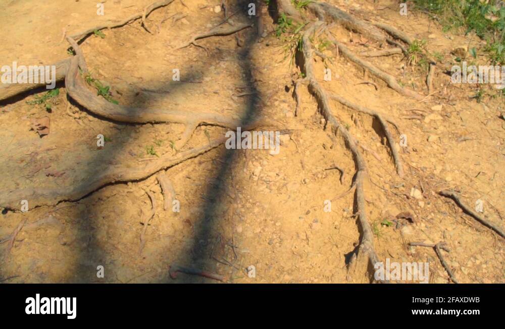 Big tree trail Stock Videos & Footage - HD and 4K Video Clips - Alamy