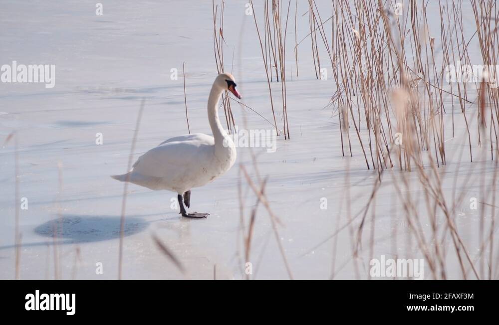 Snow on frozen lake and swan Stock Videos & Footage - HD and 4K Video ...