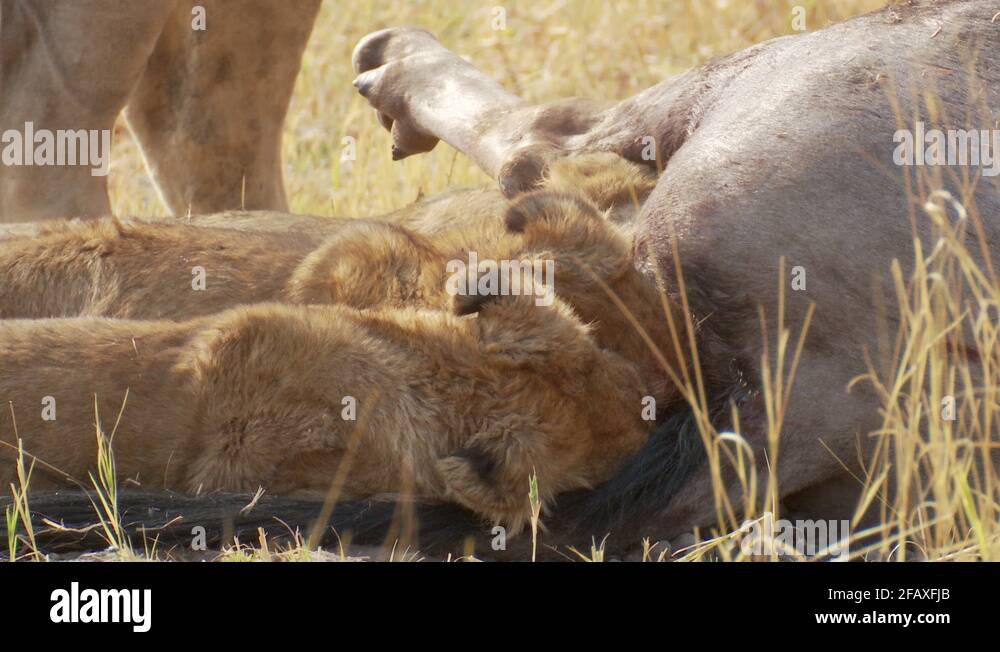 Lion cub kill Stock Videos & Footage - HD and 4K Video Clips - Alamy