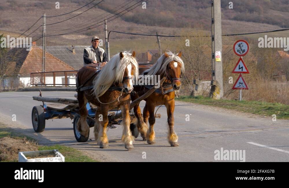 Man riding a chariot Stock Videos & Footage - HD and 4K Video Clips - Alamy