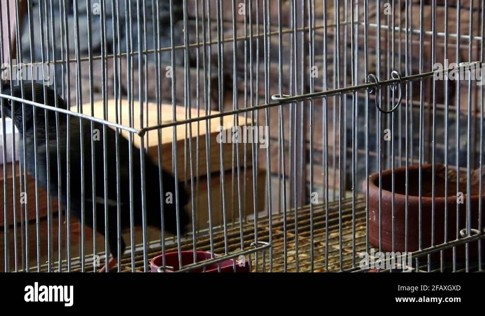Philippine bird Stock Videos & Footage - HD and 4K Video Clips - Alamy