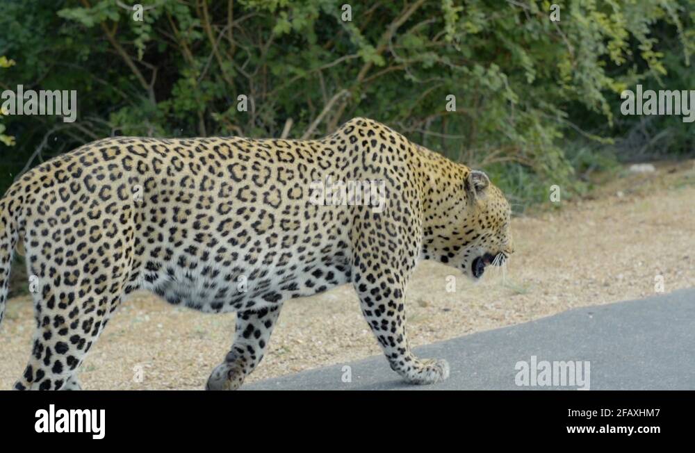 African outback Stock Videos & Footage - HD and 4K Video Clips - Alamy