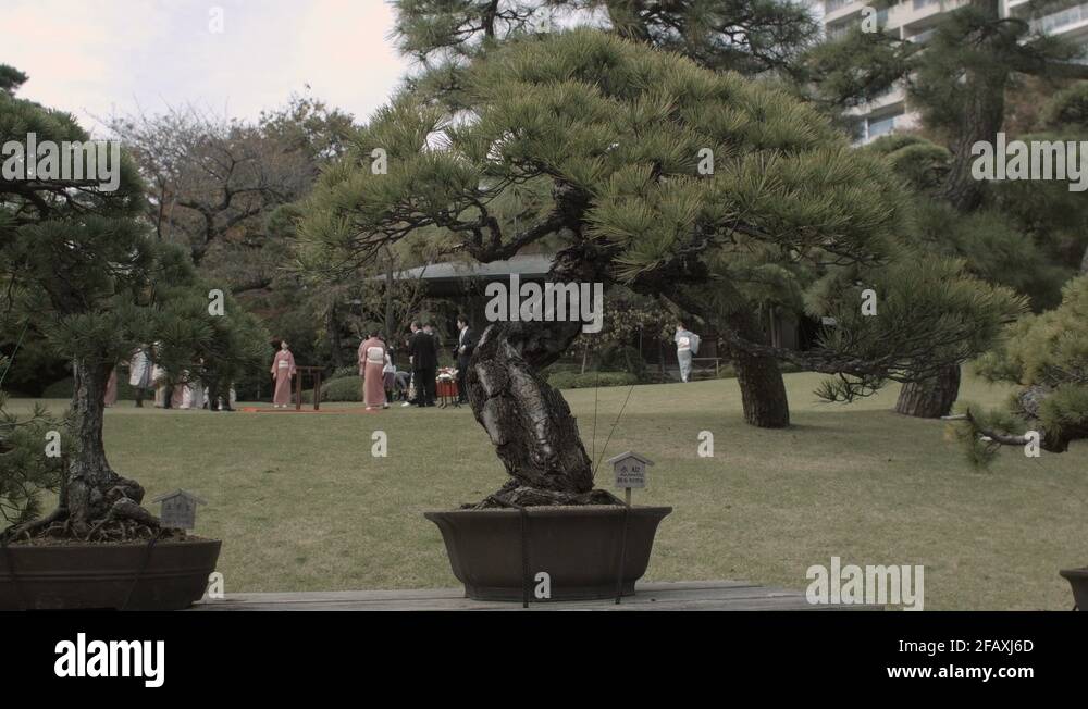 Traditional tree Stock Videos & Footage - HD and 4K Video Clips - Alamy