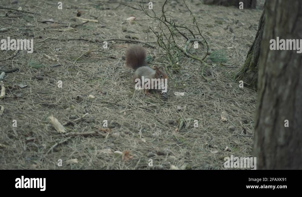 Squirrel collecting nuts Stock Videos & Footage - HD and 4K Video Clips ...