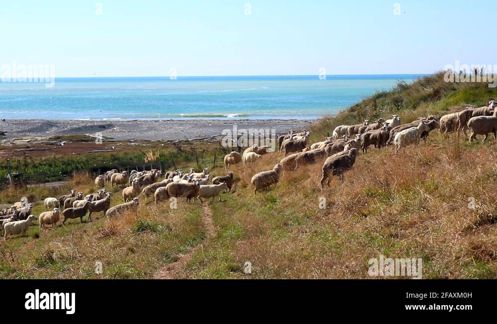 Flock of sheep walking up a mountain Stock Videos & Footage - HD and 4K ...