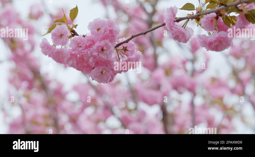 Sakura plant Stock Videos & Footage - HD and 4K Video Clips - Alamy