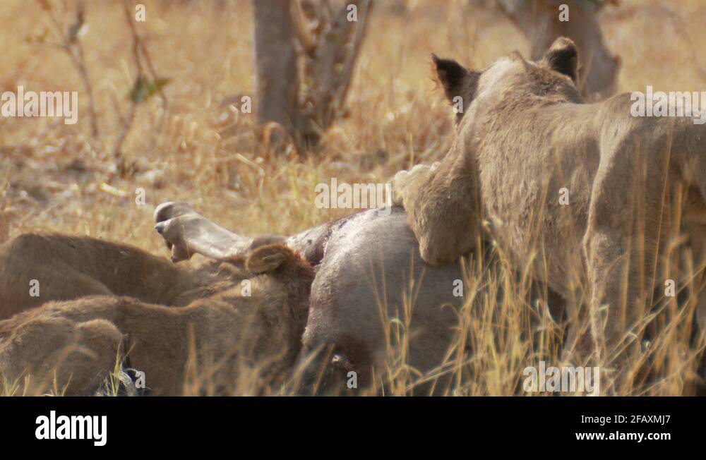 Close-up of lion cubs ripping and tearing at the carcass of a ...
