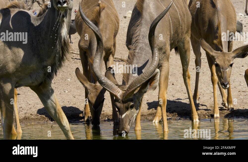 Kudu drinking at a water hole Stock Videos & Footage - HD and 4K Video ...