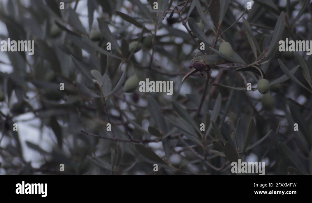 Olive tree details Stock Videos & Footage - HD and 4K Video Clips - Alamy