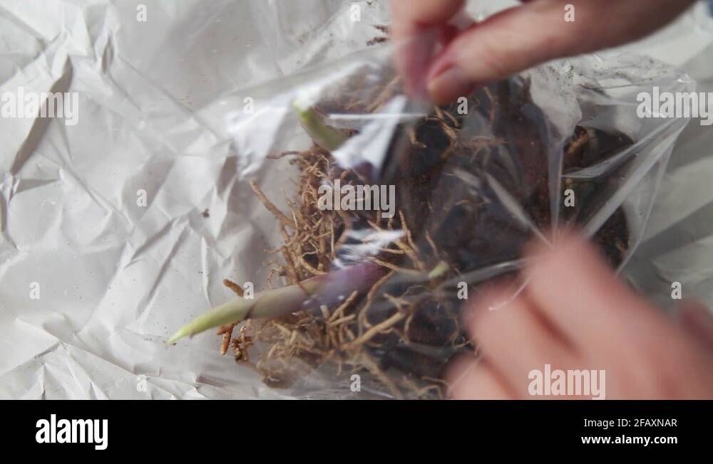 Tangled plants Stock Videos & Footage - HD and 4K Video Clips - Alamy
