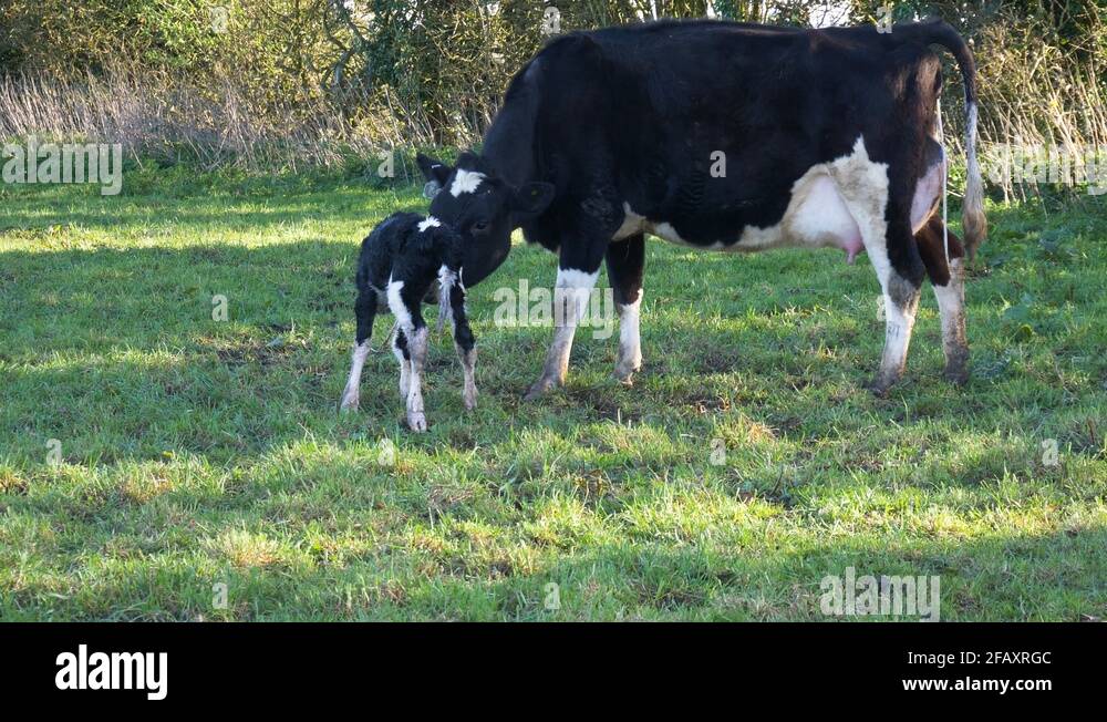 New-born baby calf getting cleaned by its mother Stock Video Footage ...